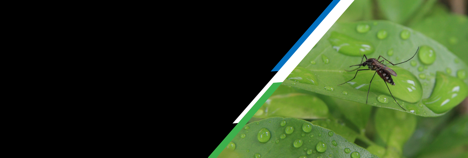 Mosquito & Insect Control - Turf-Pro Lawncare & Snow Removal | Green ...